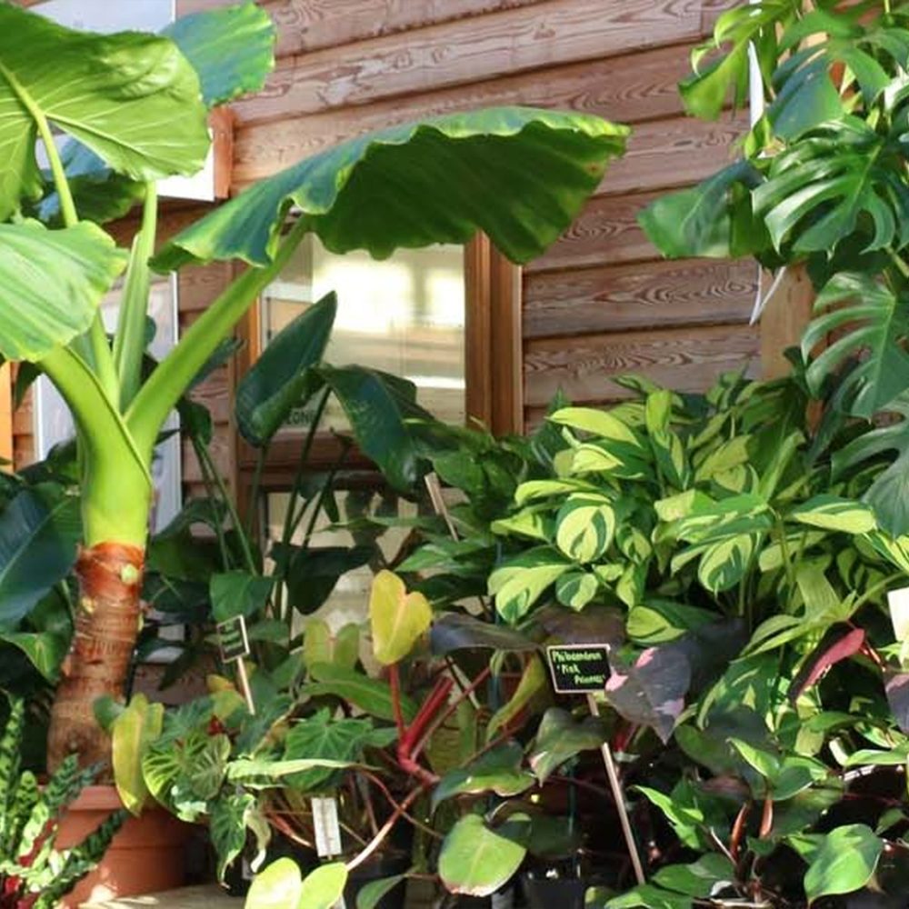 Homepage - Scotsdales