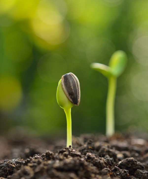 About Us – Scotsdales